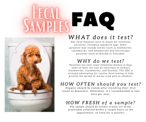 The Hidden Clues: Fecal Testing in Pets - Rock Falls Veterinary Care