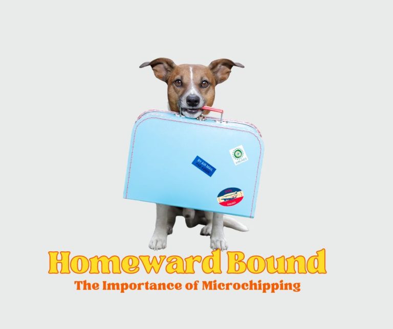 Homeward Bound: The Importance of Microchipping - Rock Falls Veterinary ...