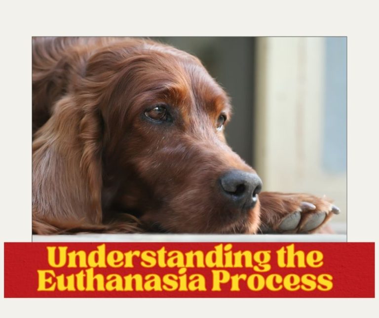 Understanding the Euthanasia Process: Compassionate Care for Your Pet ...