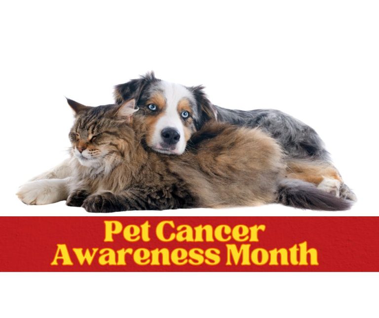 National Pet Cancer Awareness Month - Rock Falls Veterinary Care